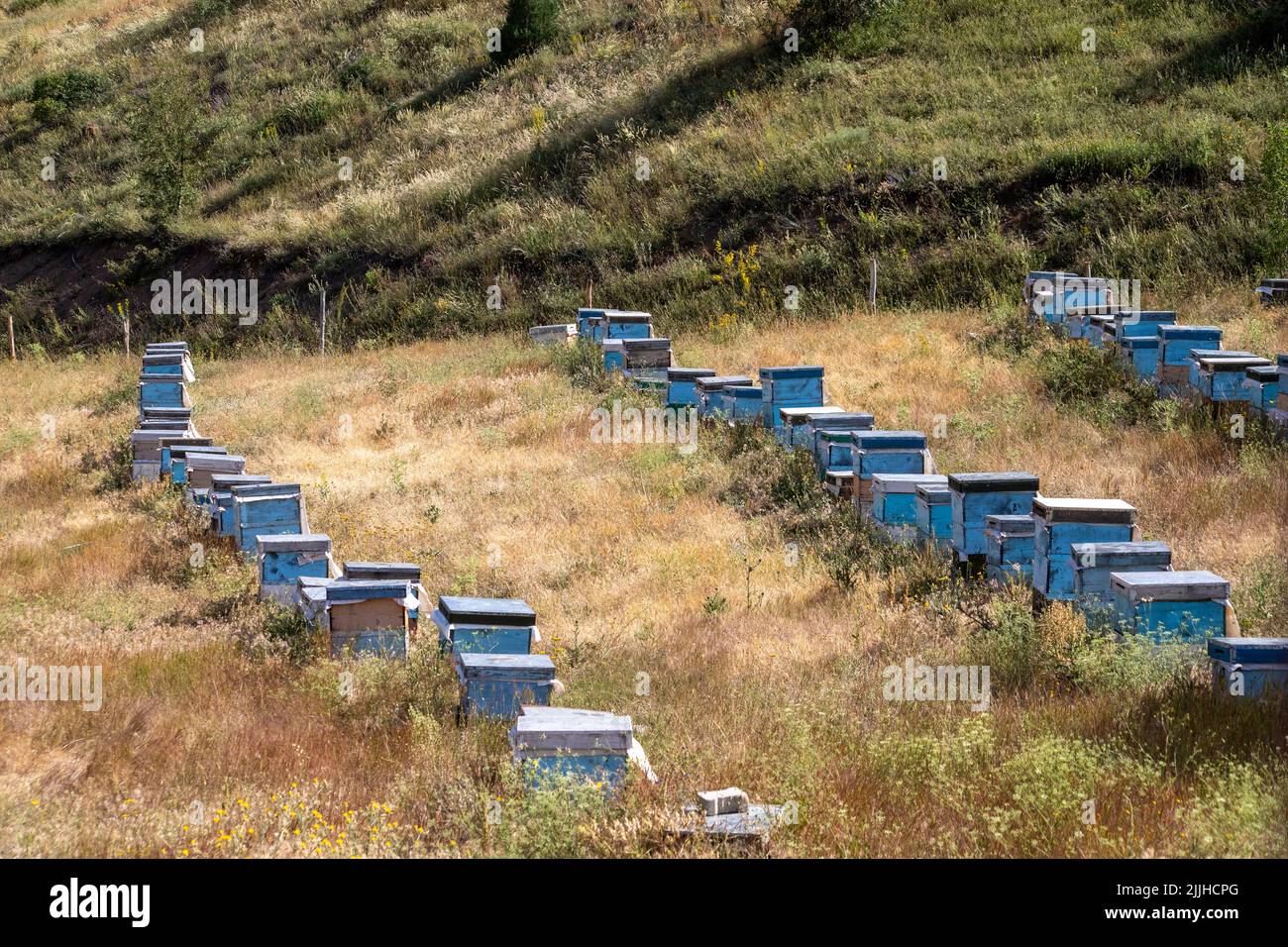 Beehives in field flowers hi-res stock photography and images - Alamy