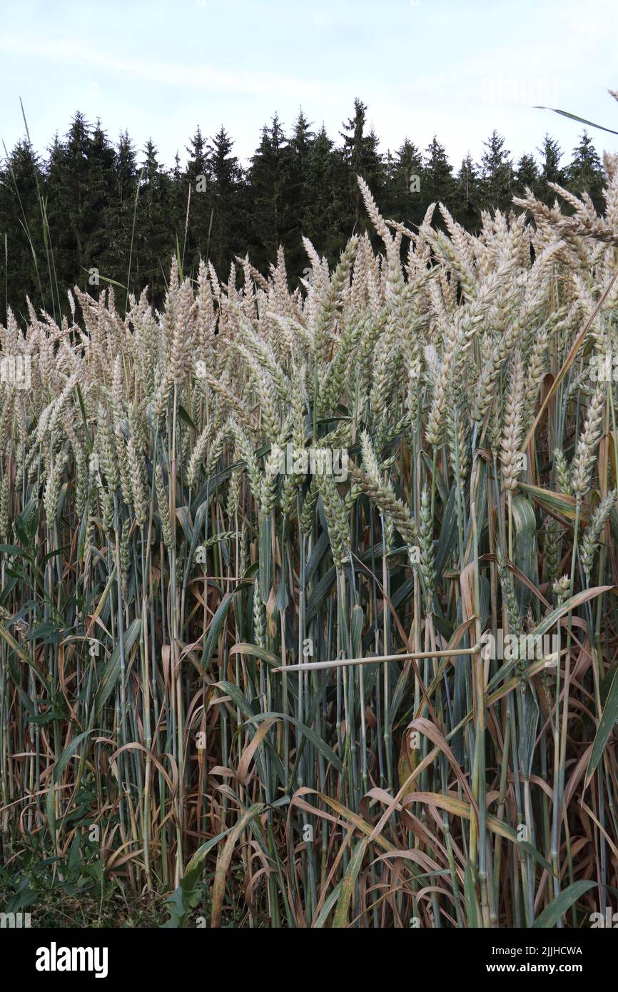 golden wheat before harvest, during sunset. still enjoying summer with ...