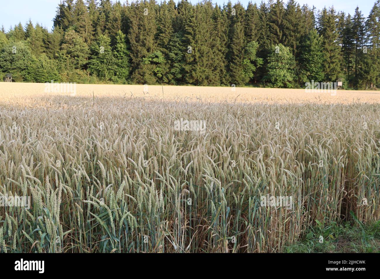 golden wheat before harvest, during sunset. still enjoying summer with ...