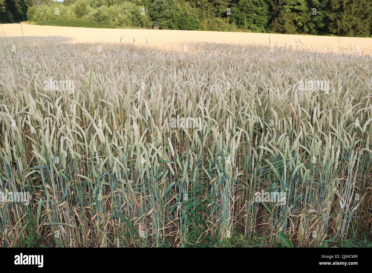 golden wheat before harvest, during sunset. still enjoying summer with ...