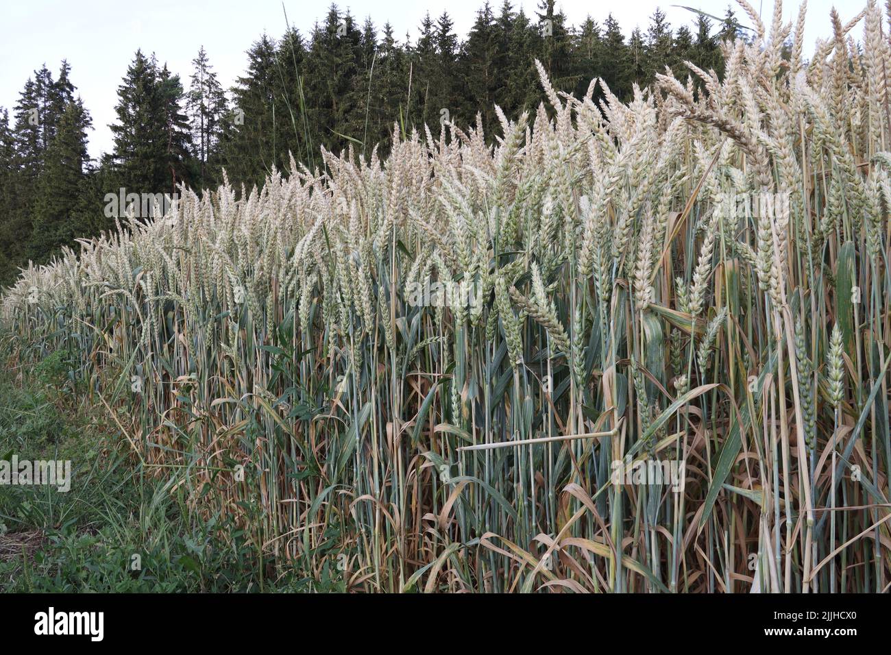 golden wheat before harvest, during sunset. still enjoying summer with ...