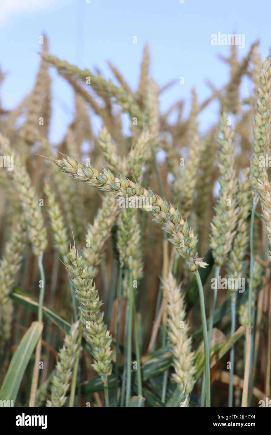 golden wheat before harvest, during sunset. still enjoying summer with ...