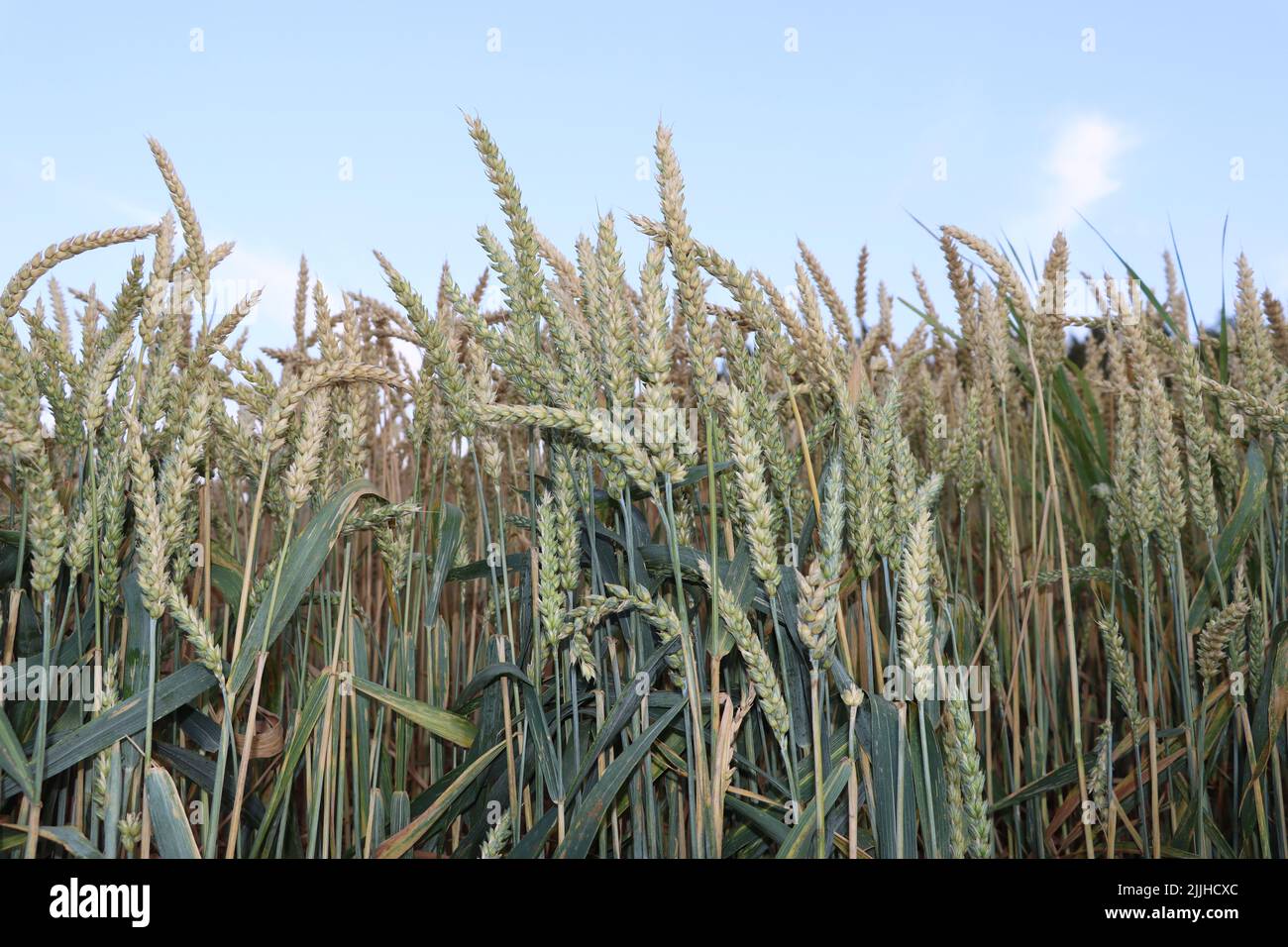 golden wheat before harvest, during sunset. still enjoying summer with ...
