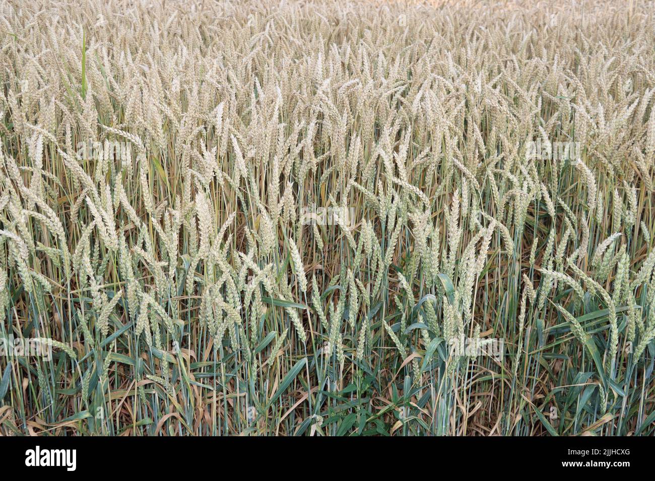 golden wheat before harvest, during sunset. still enjoying summer with ...