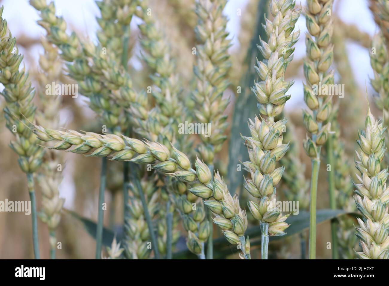 golden wheat before harvest, during sunset. still enjoying summer with ...