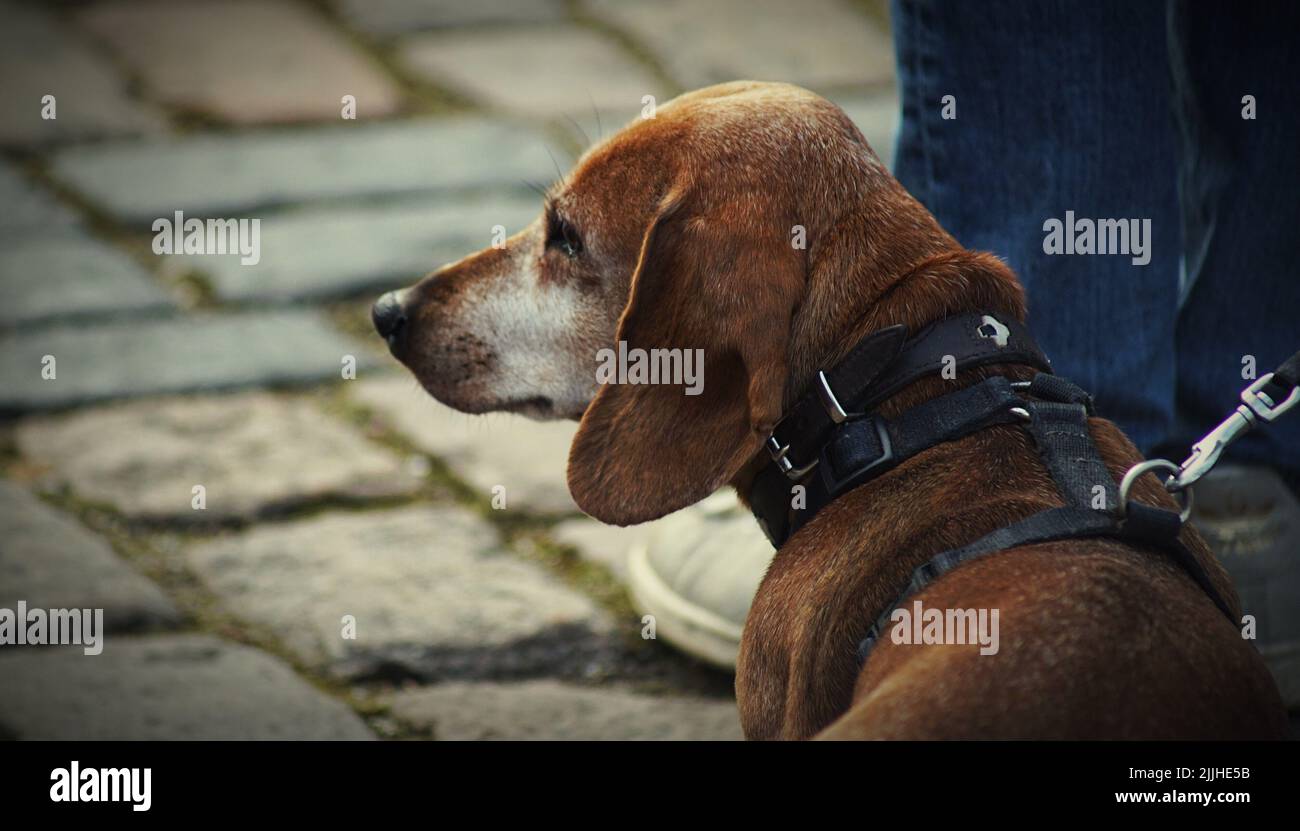 The close-up of small Bloodhound breed dog on leash Stock Photo - Alamy
