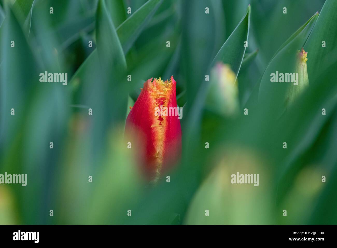 Budding tulips hi-res stock photography and images - Alamy