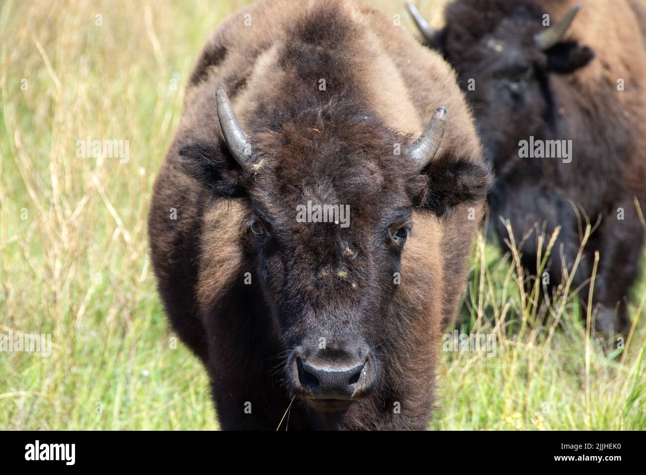 Bovine buffalo head bison hi-res stock photography and images - Alamy