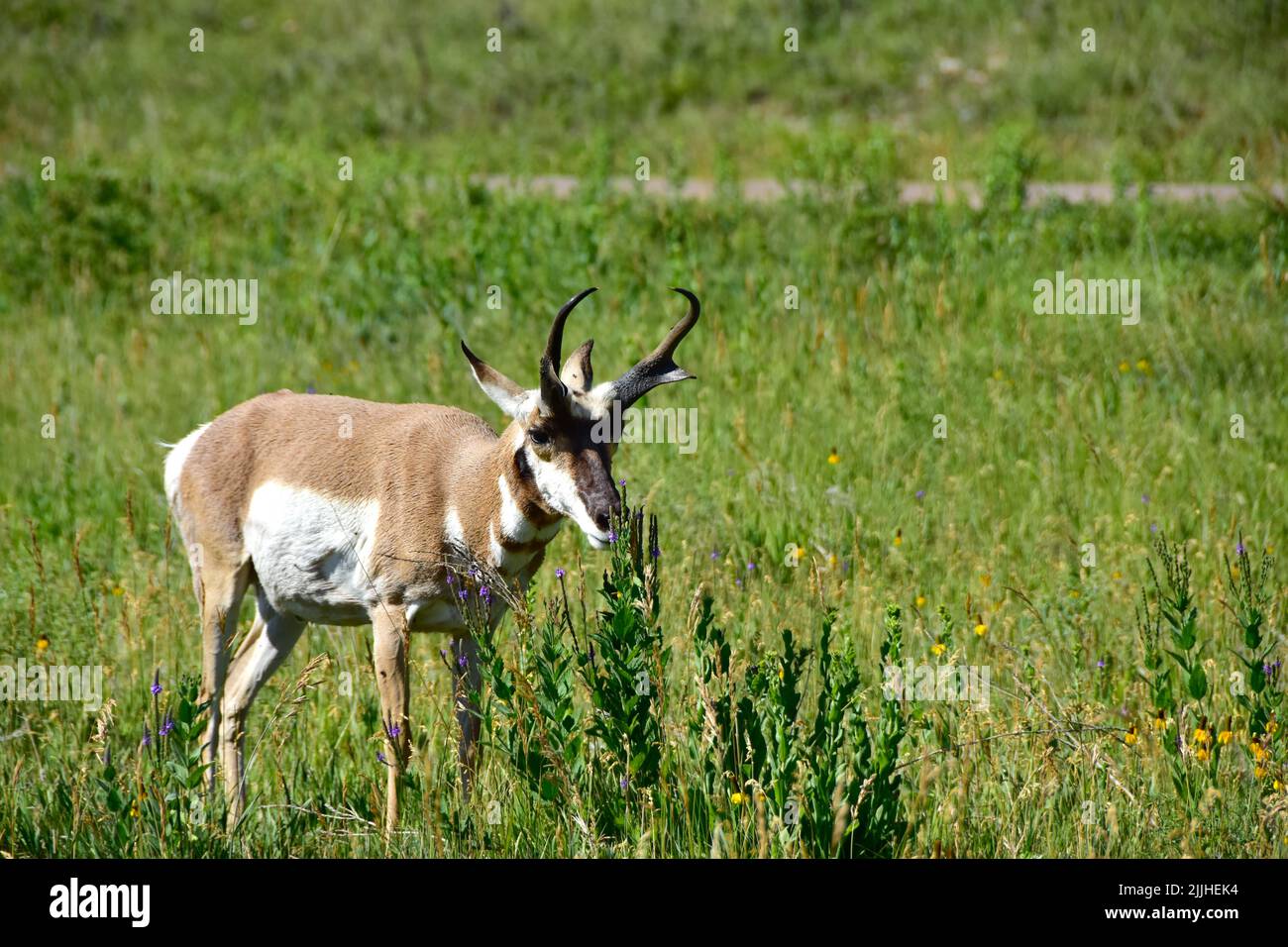 Antelope Enjoying the flowers, in Custer State Park, South Dakota Stock ...