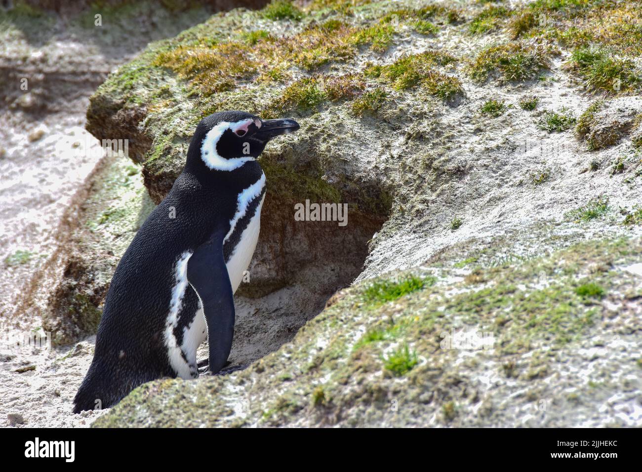 A Magellanic Penguin standing next to his burrow Stock Photo - Alamy