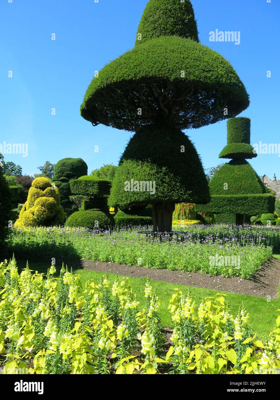 Summer bedding surrounds the 300 year old topiary hedging, trimmed into ...