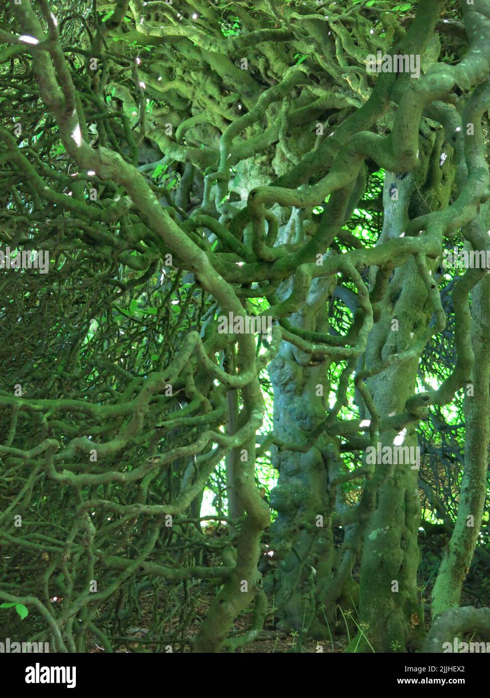 The Great Beech Hedge is an original feature of the 1690s layout of ...