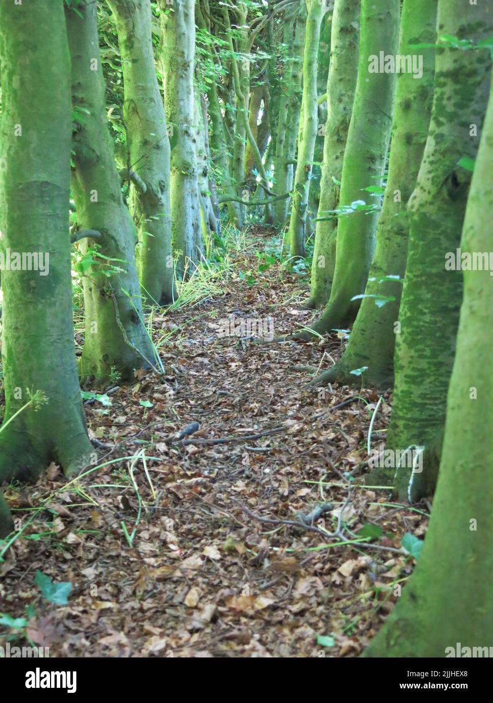 The Great Beech Hedge is an original feature of the 1690s layout of ...