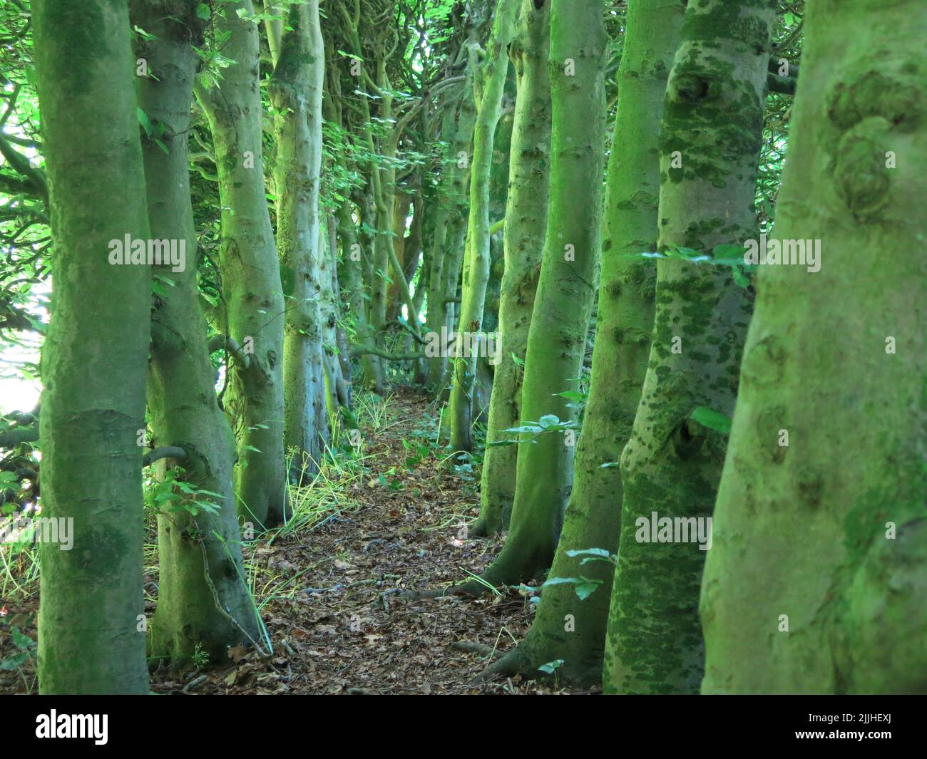 The Great Beech Hedge is an original feature of the 1690s layout of ...