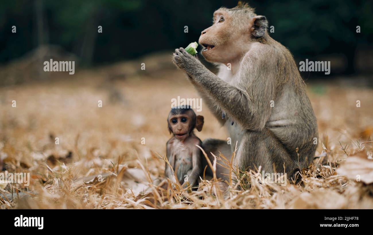 An adorable monkey eating food and the baby in the savanna Stock Photo ...