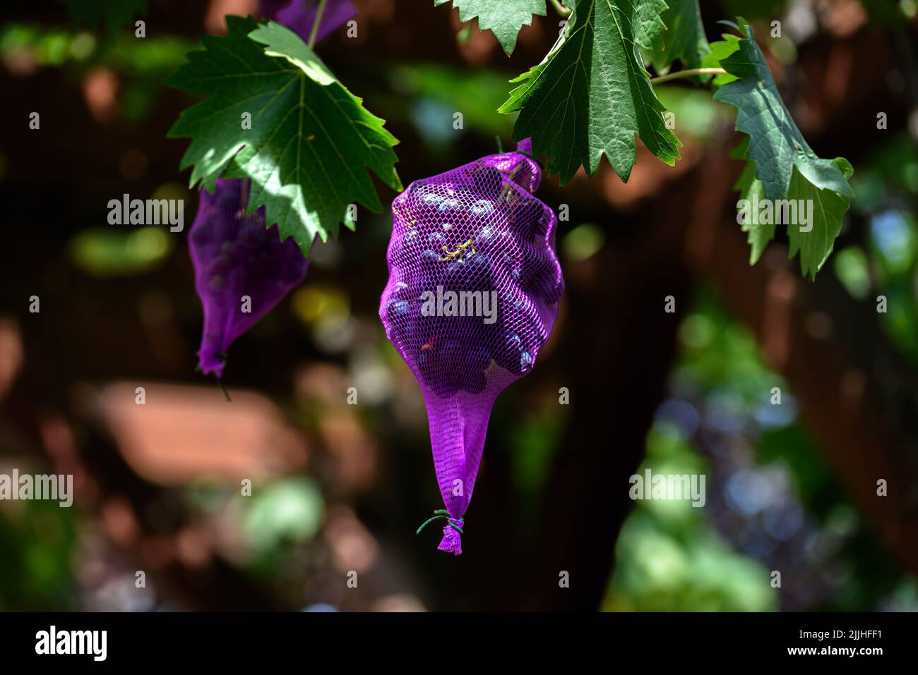 Protected against birds hi-res stock photography and images - Alamy
