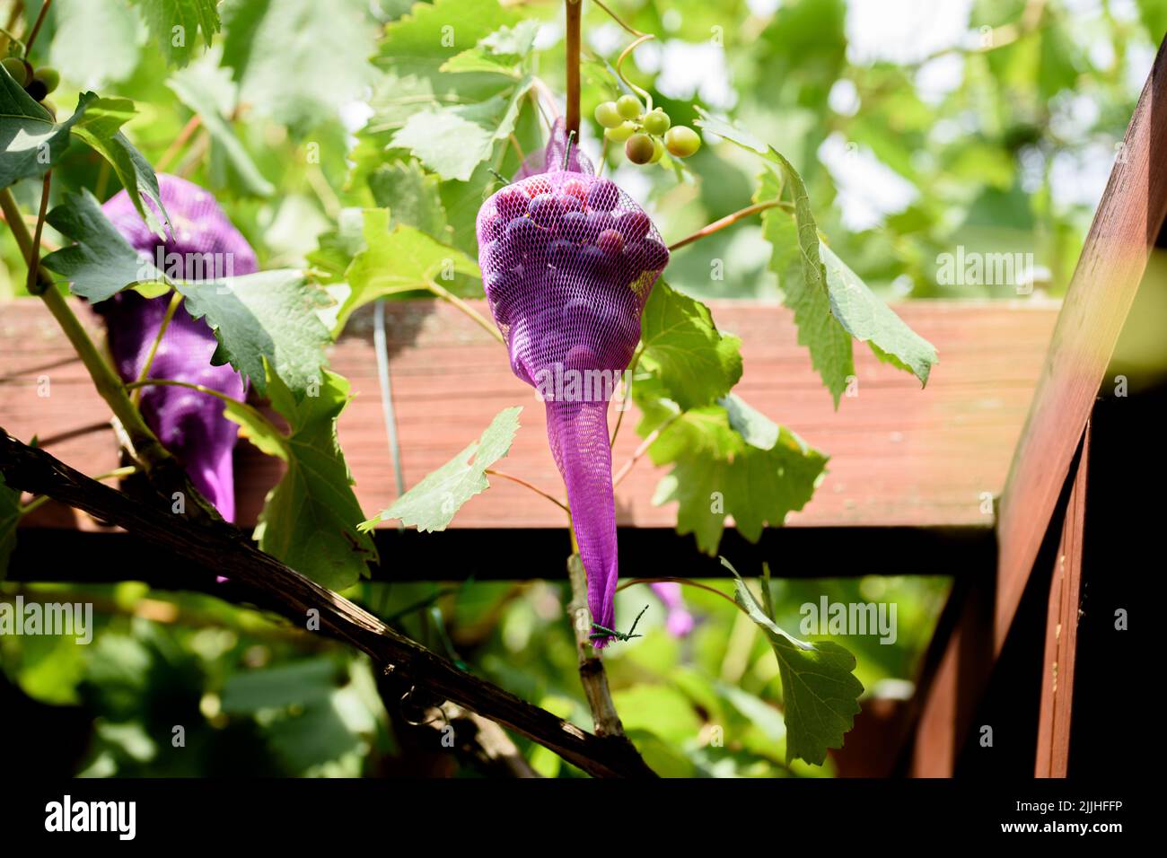 bunches of grapes wrapped in a protective net. protection against wasps ...