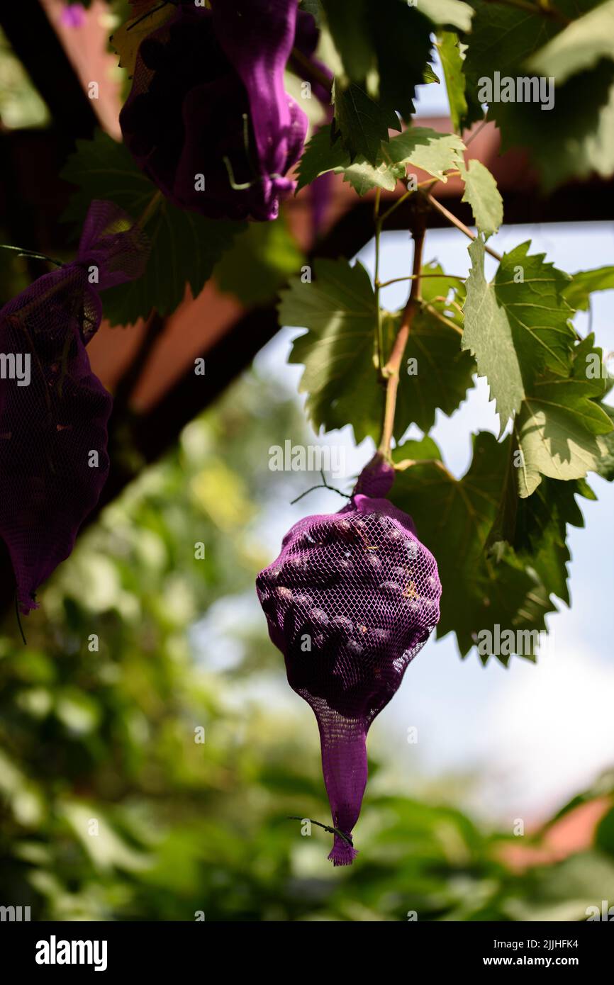 bunches of grapes wrapped in a protective net. protection against wasps ...