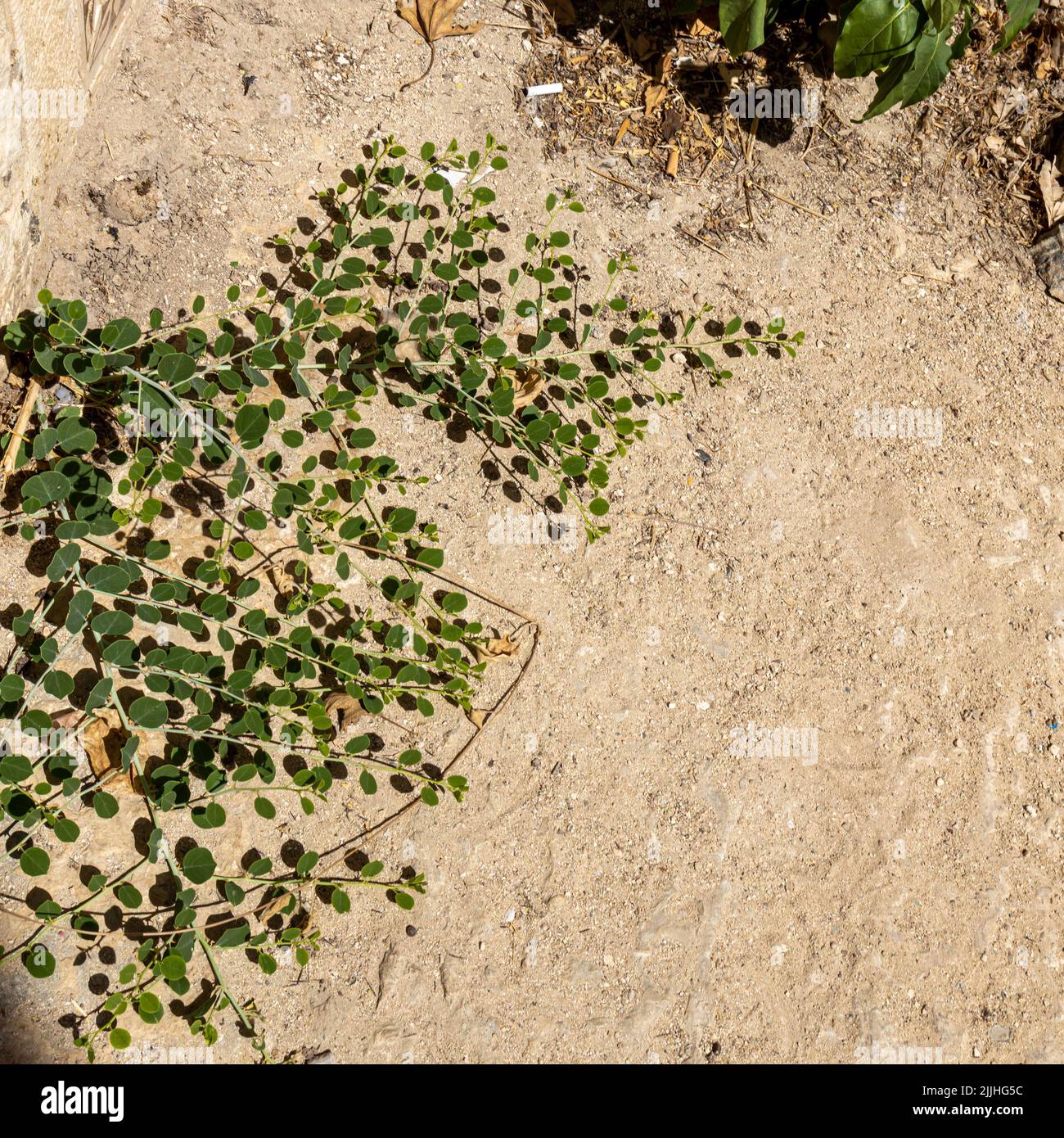 Capparis spinosa, the caper bush, also called Flinders rose, is a ...
