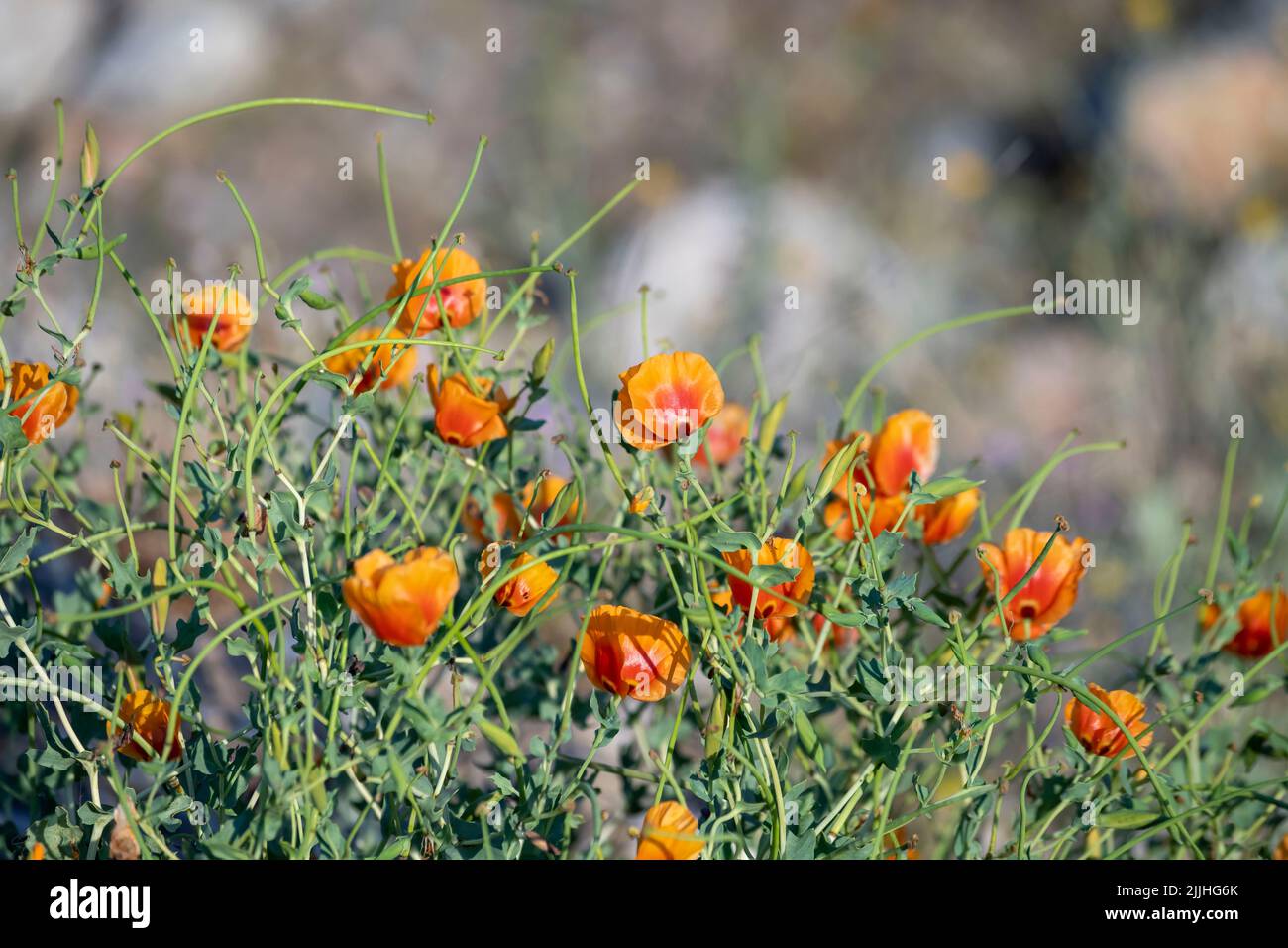 field of orange poppies in spring Stock Photo - Alamy