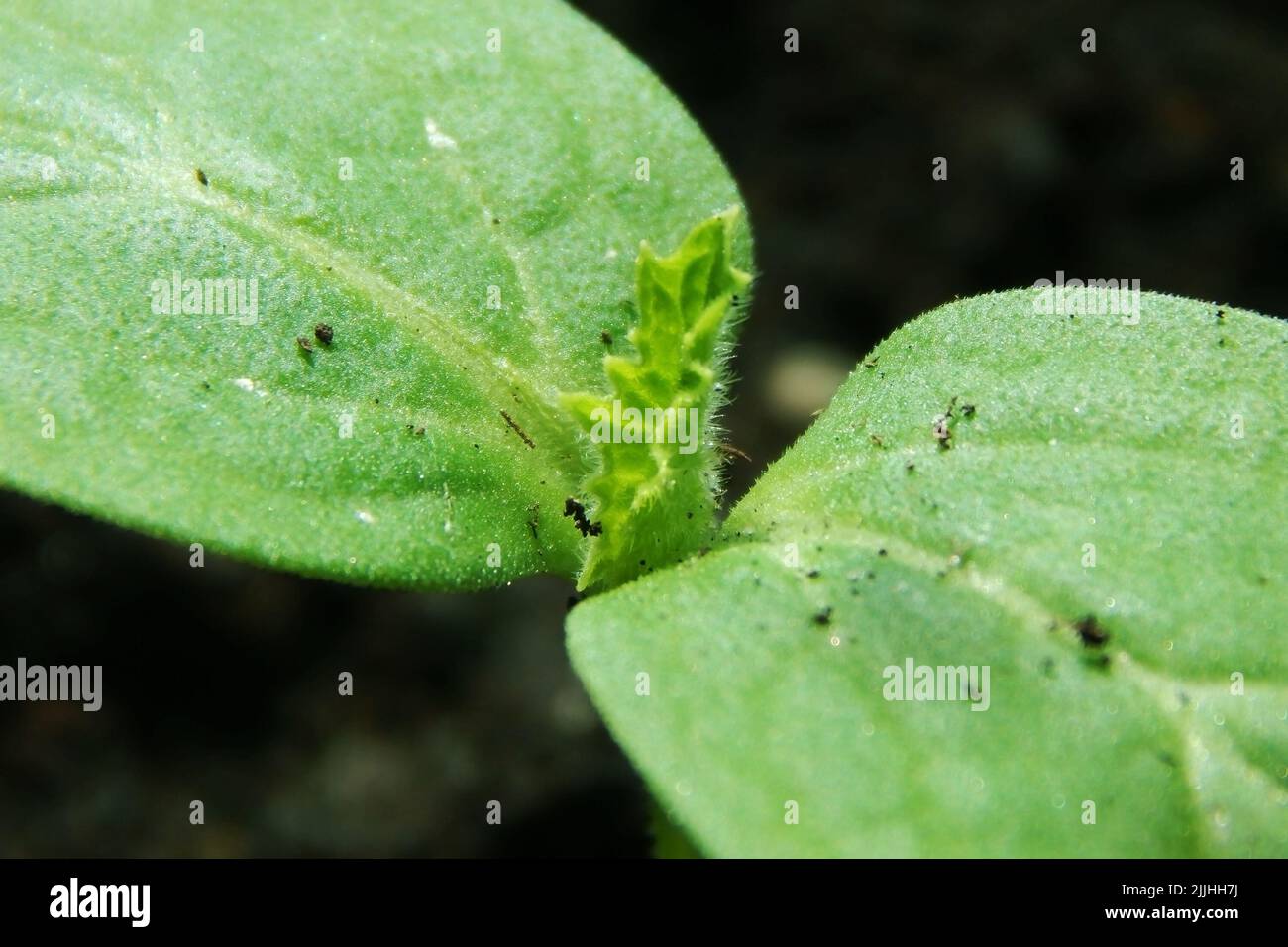Sprout, cucumber seedling in the ground. High quality photo Stock Photo ...