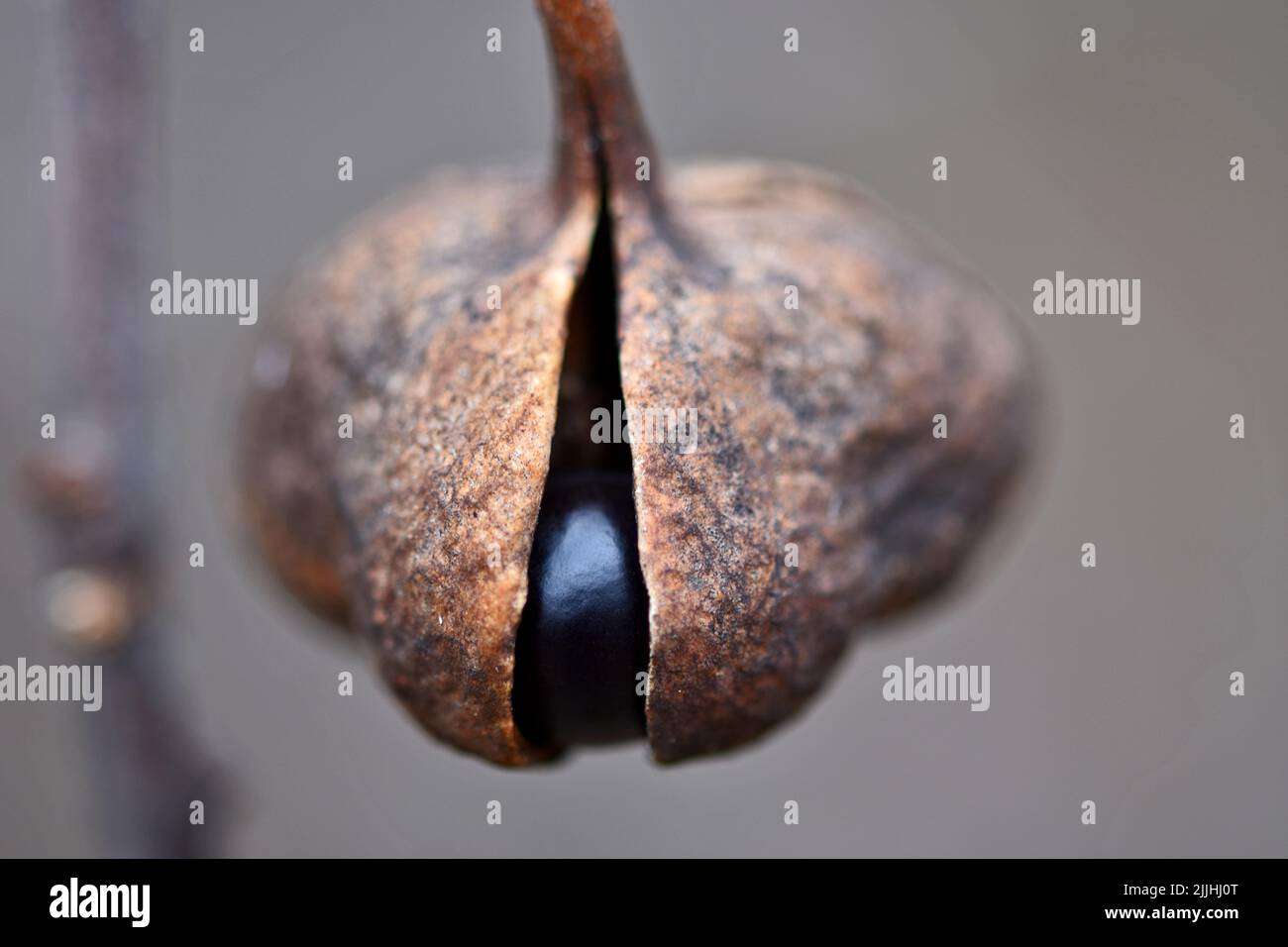 Lustrous seed hi-res stock photography and images - Alamy