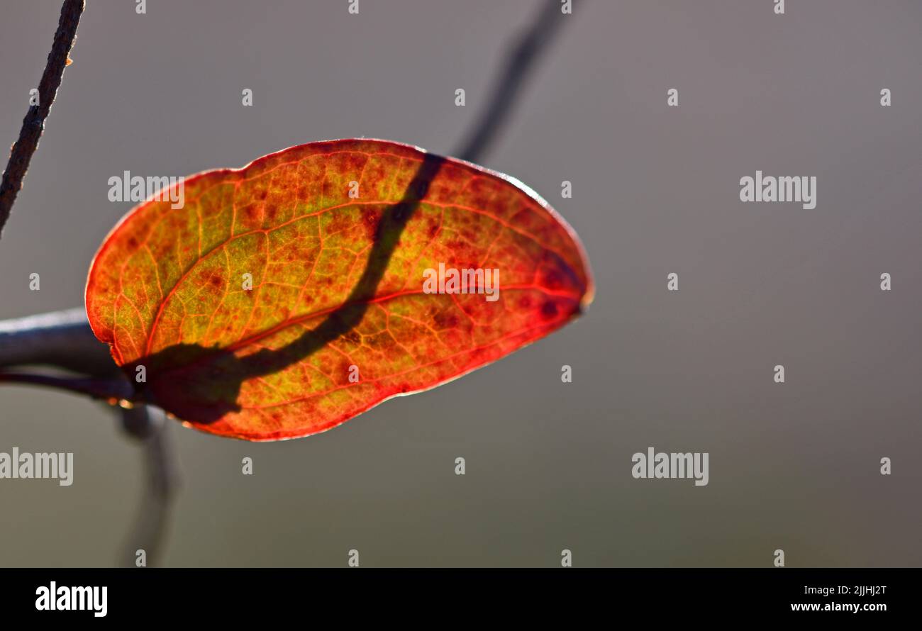 Shadow of twig hi-res stock photography and images - Alamy