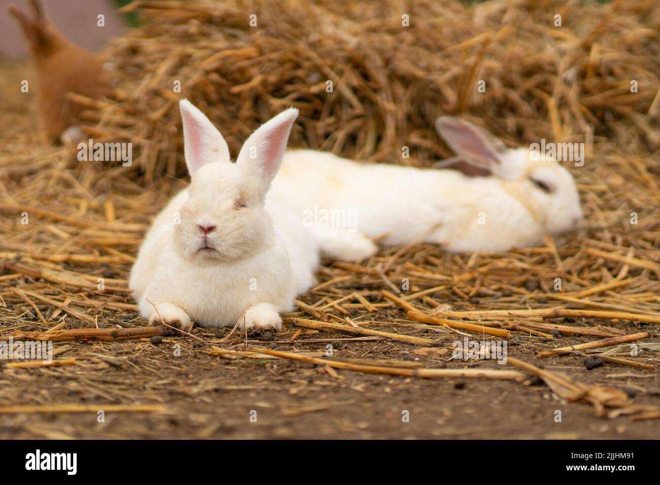 Rabbit bunny nature white brown easter background fluffy green hare ...