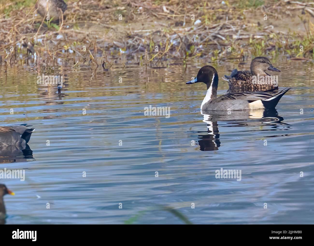 Spring wild animals hi-res stock photography and images - Alamy
