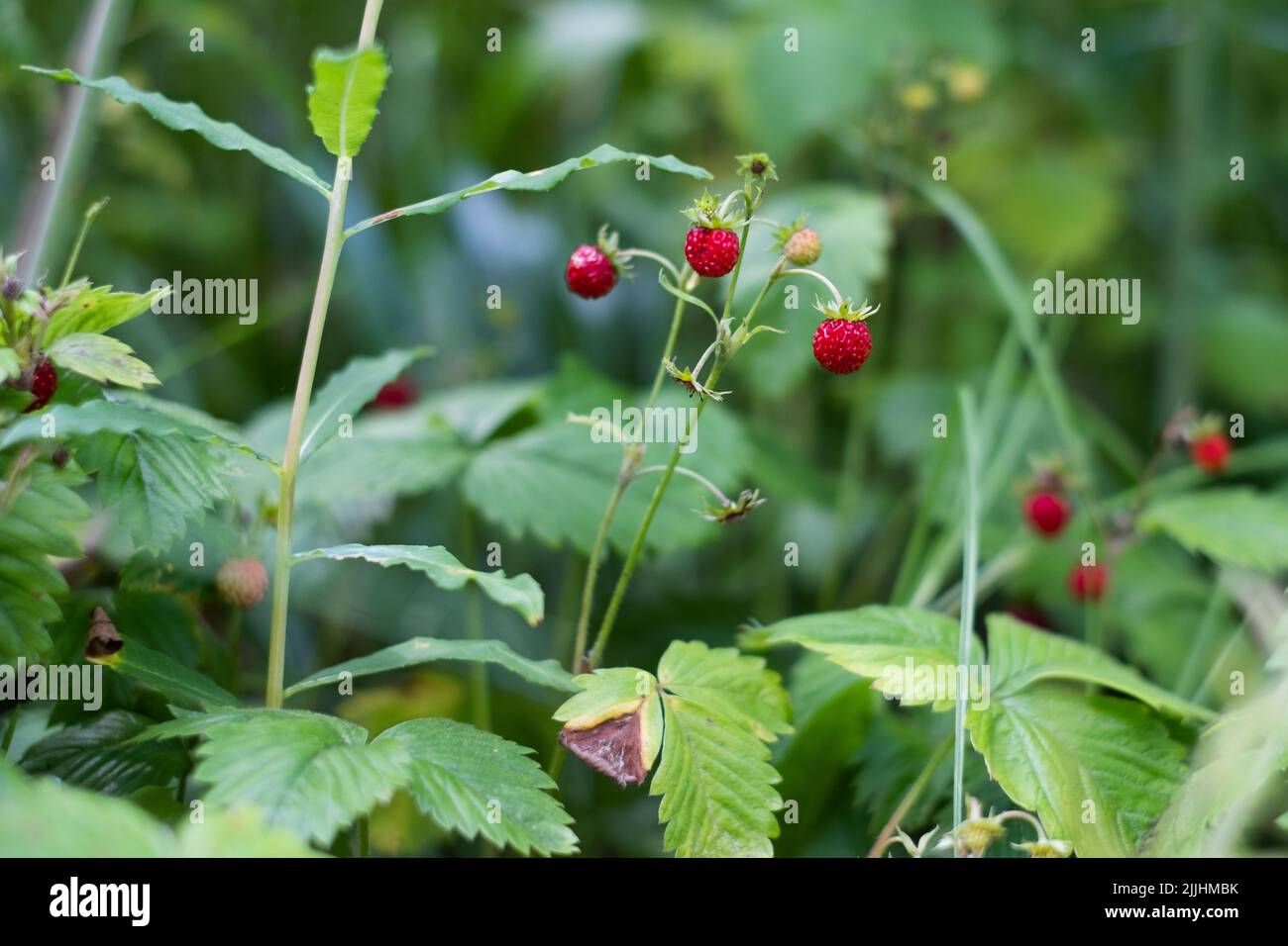 Small red ripe wild strawberries growing in nature. Wild strawberry ...