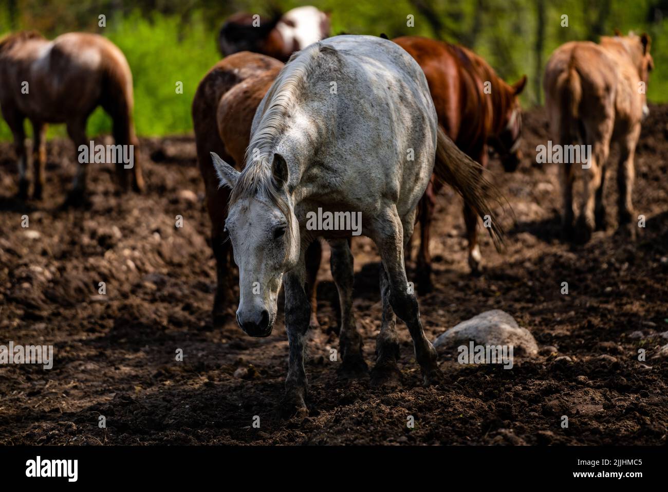 A group of American Quater horses in Angola, Indiana Stock Photo - Alamy