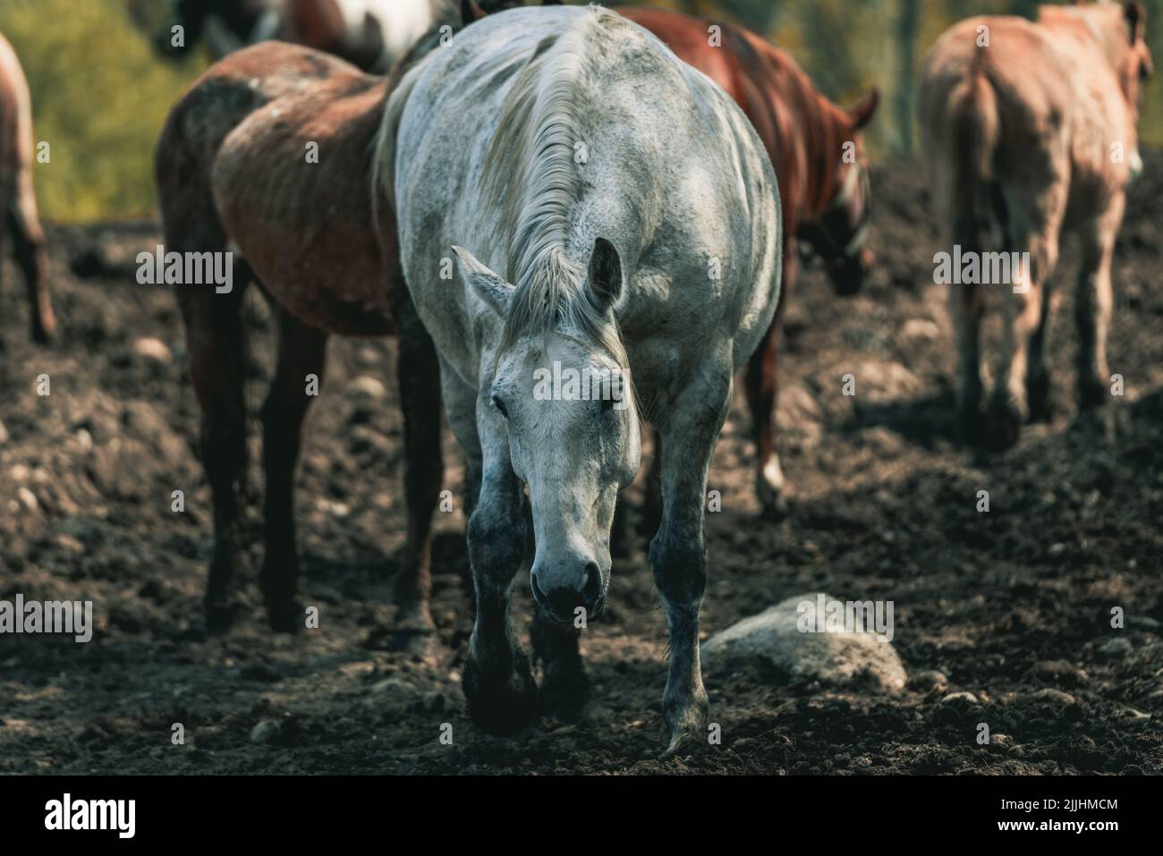 Angola indiana hi-res stock photography and images - Alamy