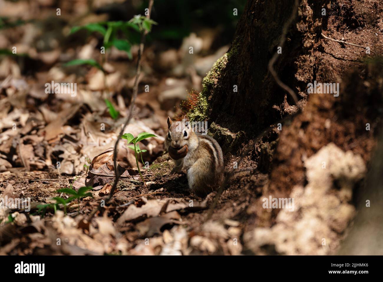 A closeup shot of a Chipmunk eating a nut in a state park in Angola ...