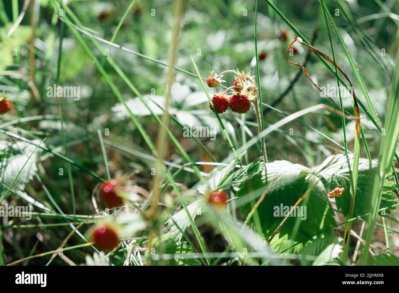 Small red ripe wild strawberries growing in nature. Wild strawberry ...