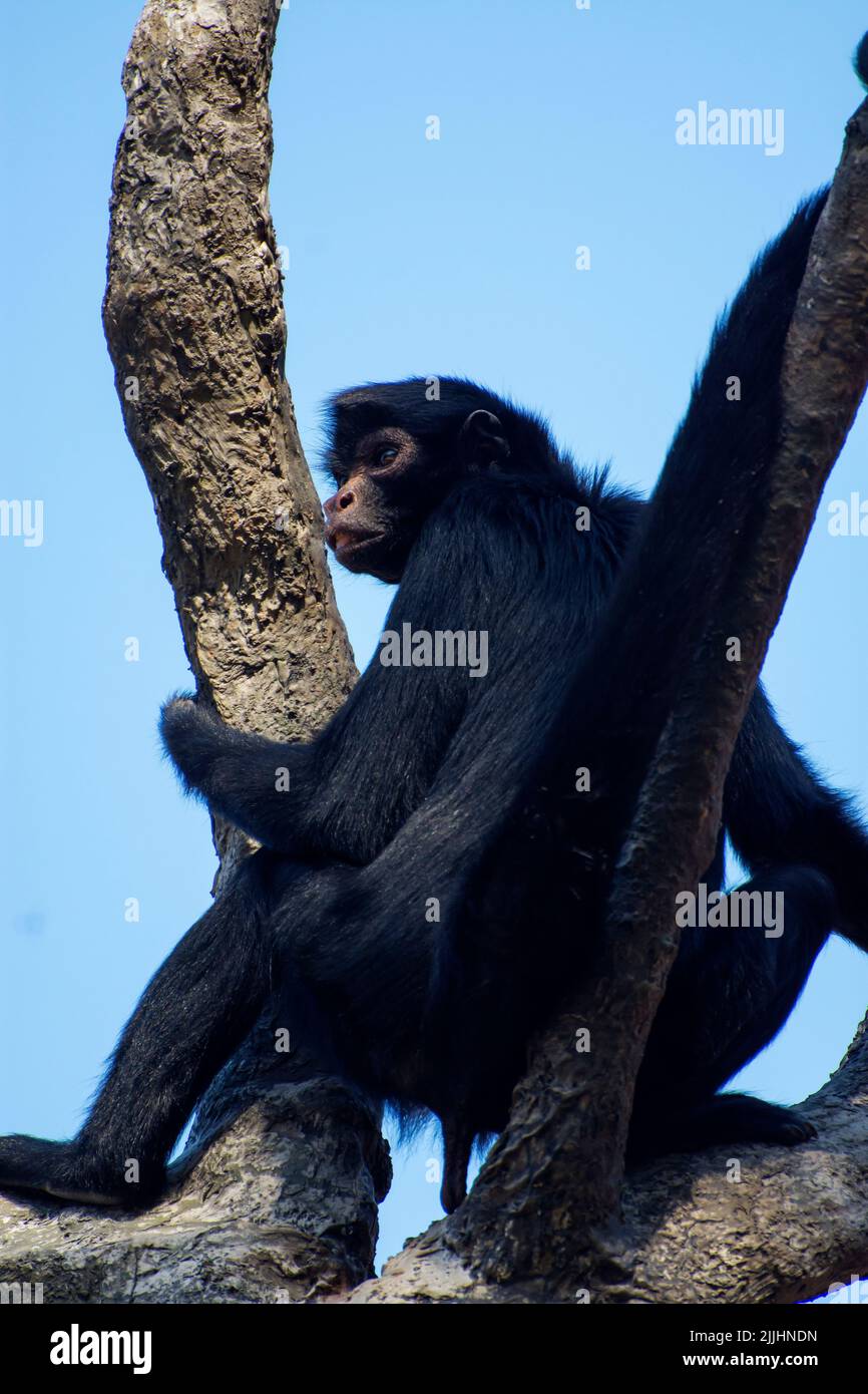 Spider monkey, a primate common on the Amazon Forest Stock Photo - Alamy