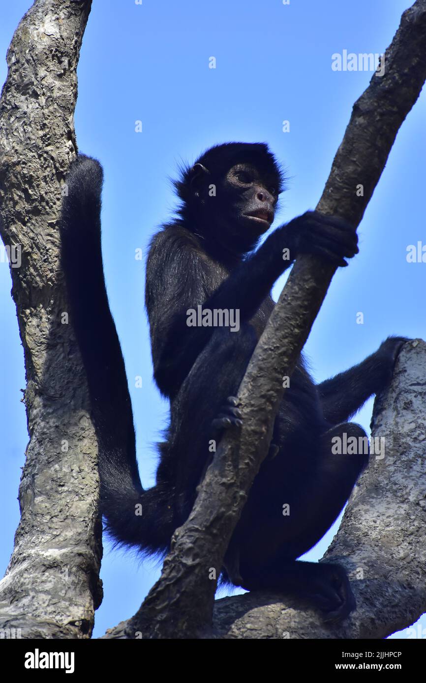 Common spider monkey hi-res stock photography and images - Alamy