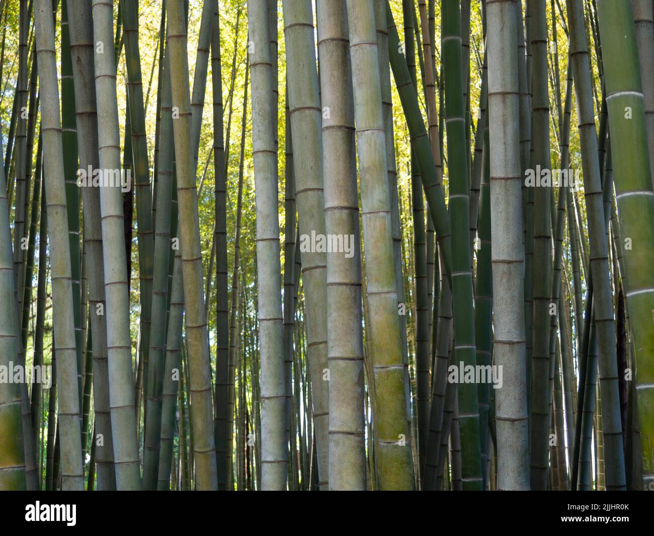 Bamboo grove. Plant stems. Thick bamboo forest. Southern nature. Fast ...