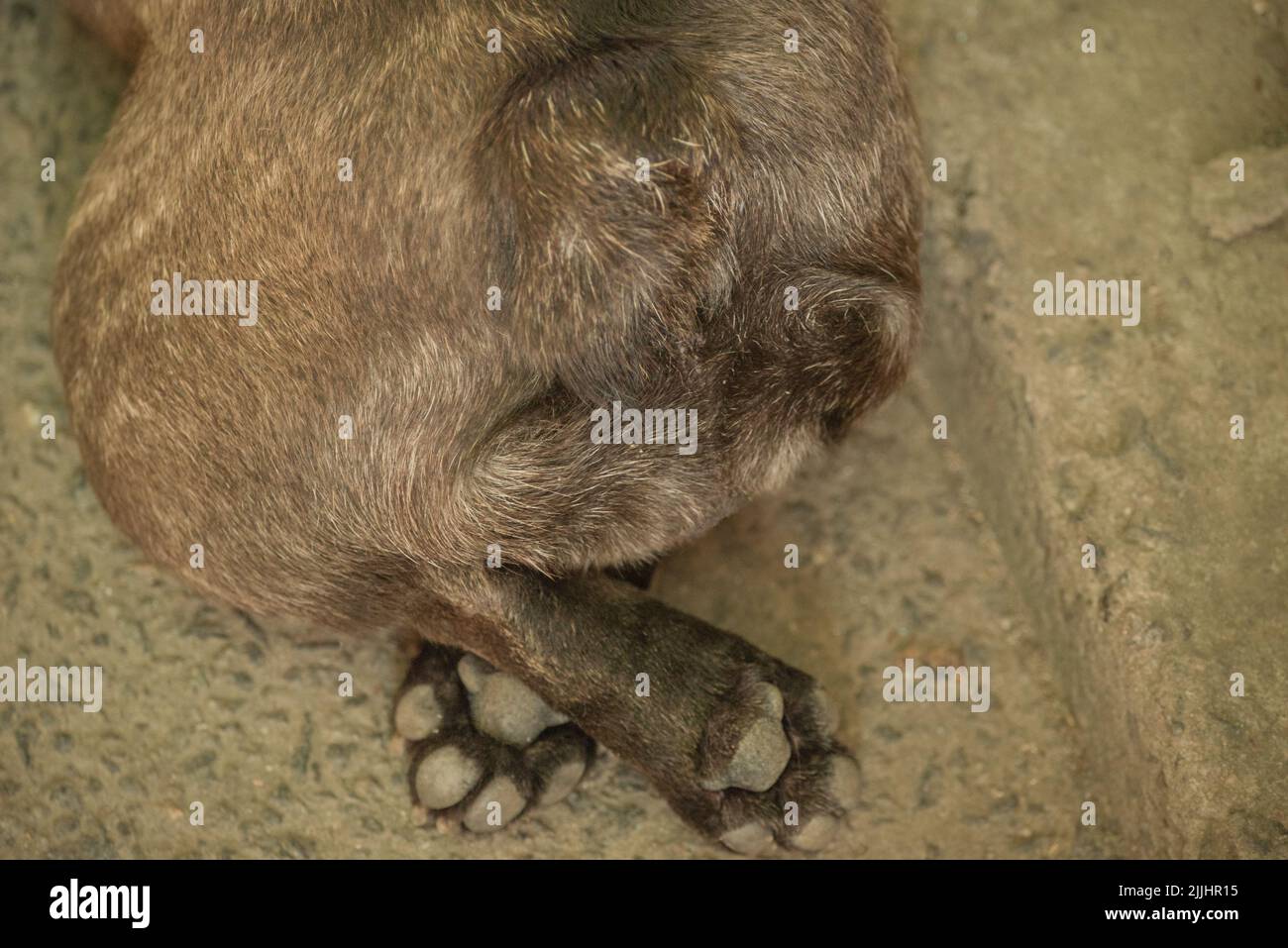 French bulldog paws on the track. The dog lies with folded paws Stock ...