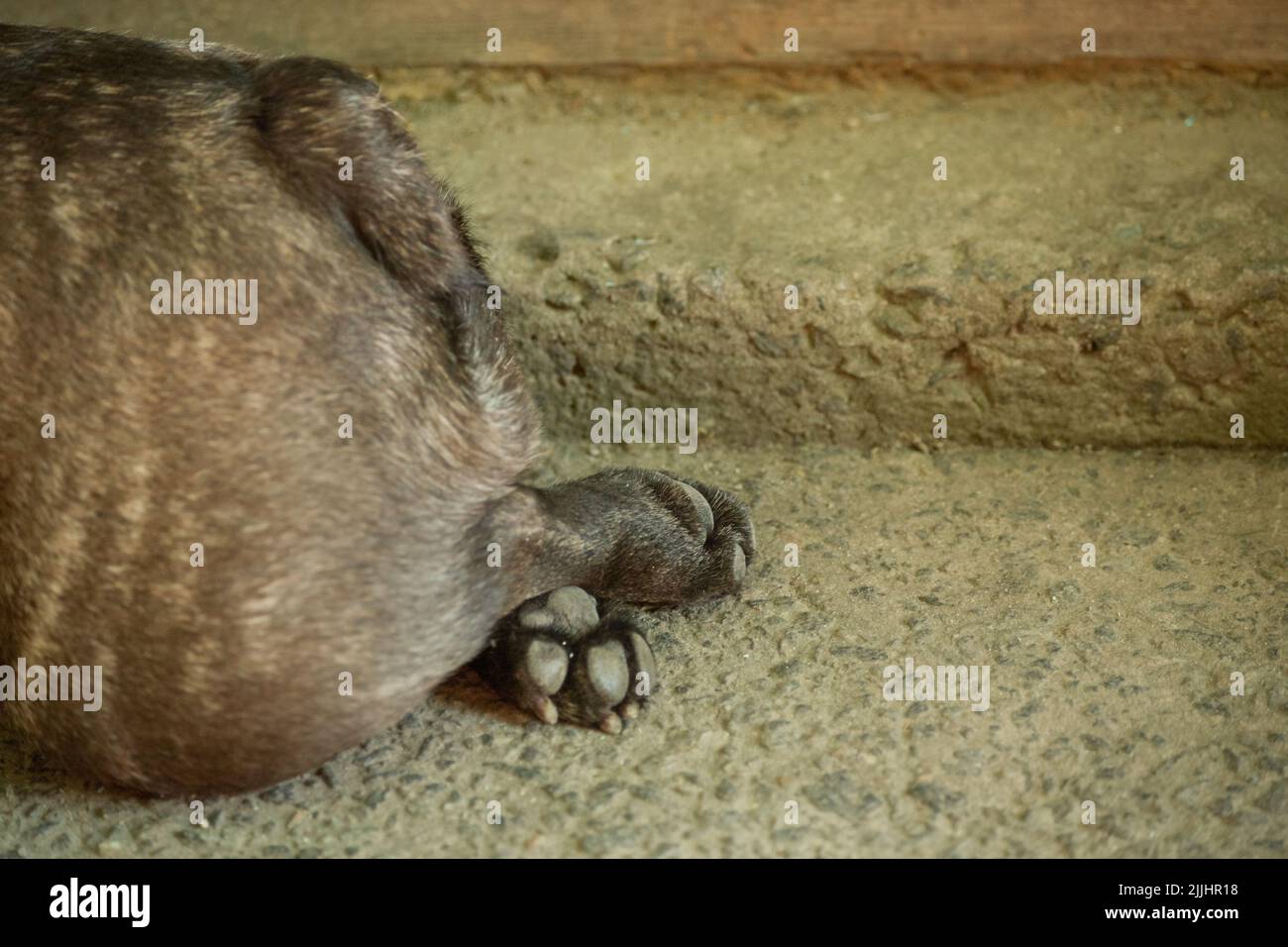 French bulldog paws on the track. The dog lies with folded paws Stock ...