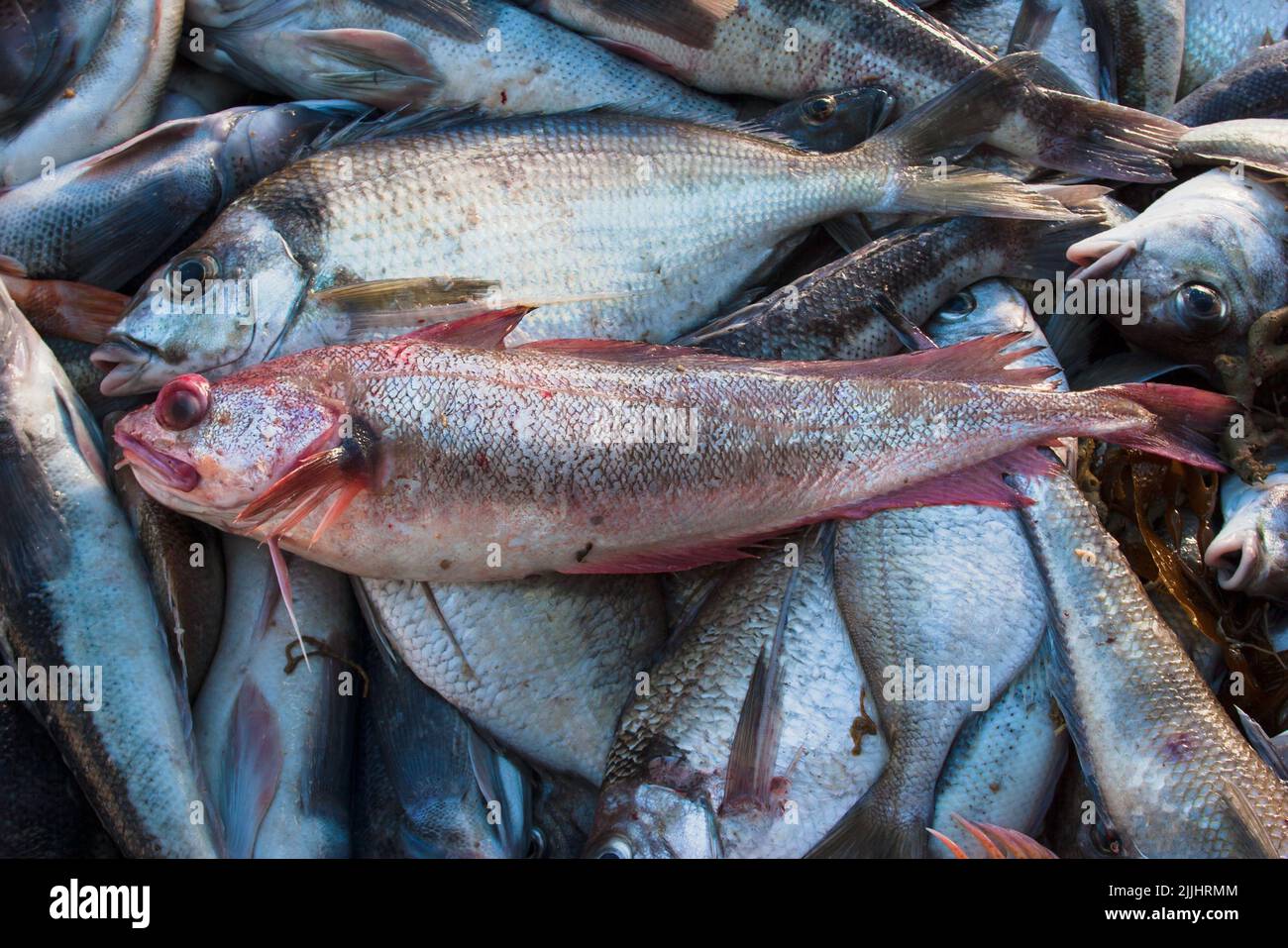 A Look at life in New Zealand: Freshly landed catch, froma fishing ...