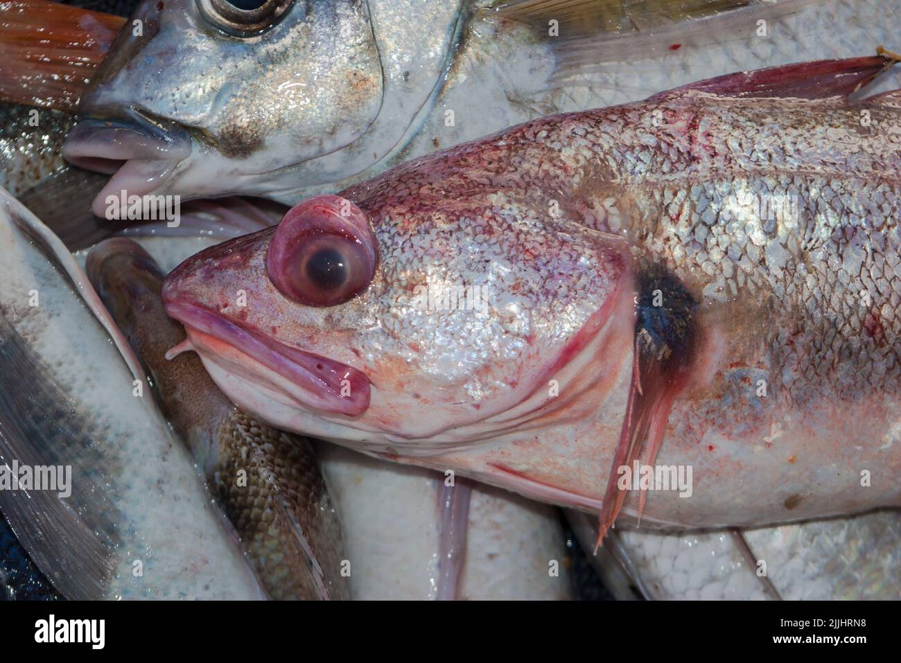 A Look at life in New Zealand: Freshly landed catch, froma fishing ...