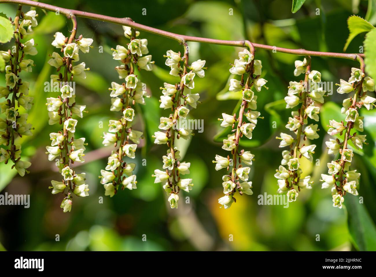 Close up of flowers on an early stachyurus (stachyrus praecox) shrub ...