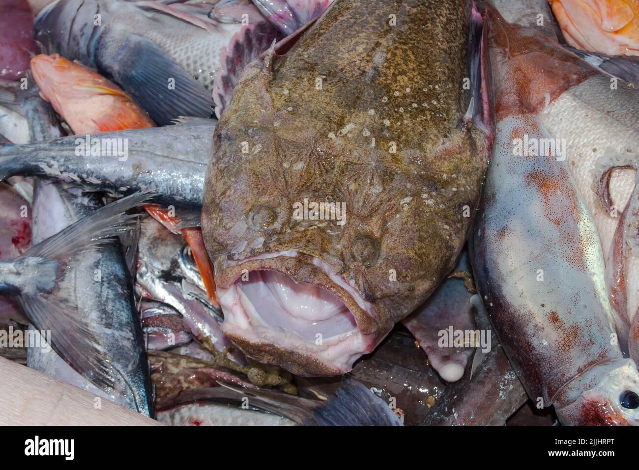 Abyssal monkfish hi-res stock photography and images - Alamy