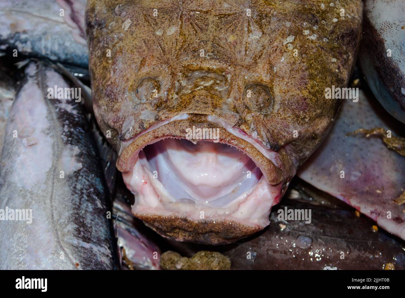 Giant Monkfish