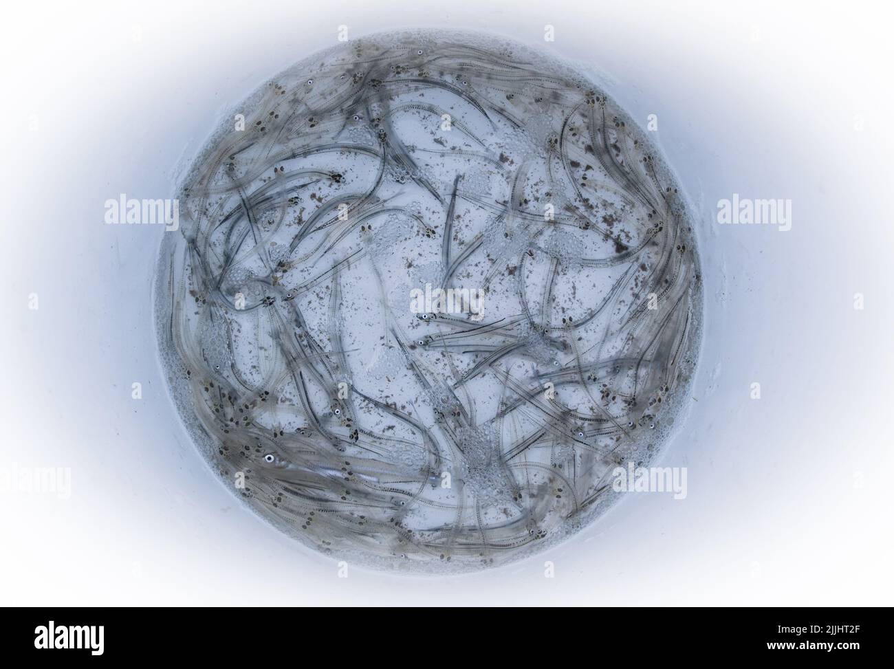 A Look at life in New Zealand: New Zealand Whitebait : (Galaxias ...