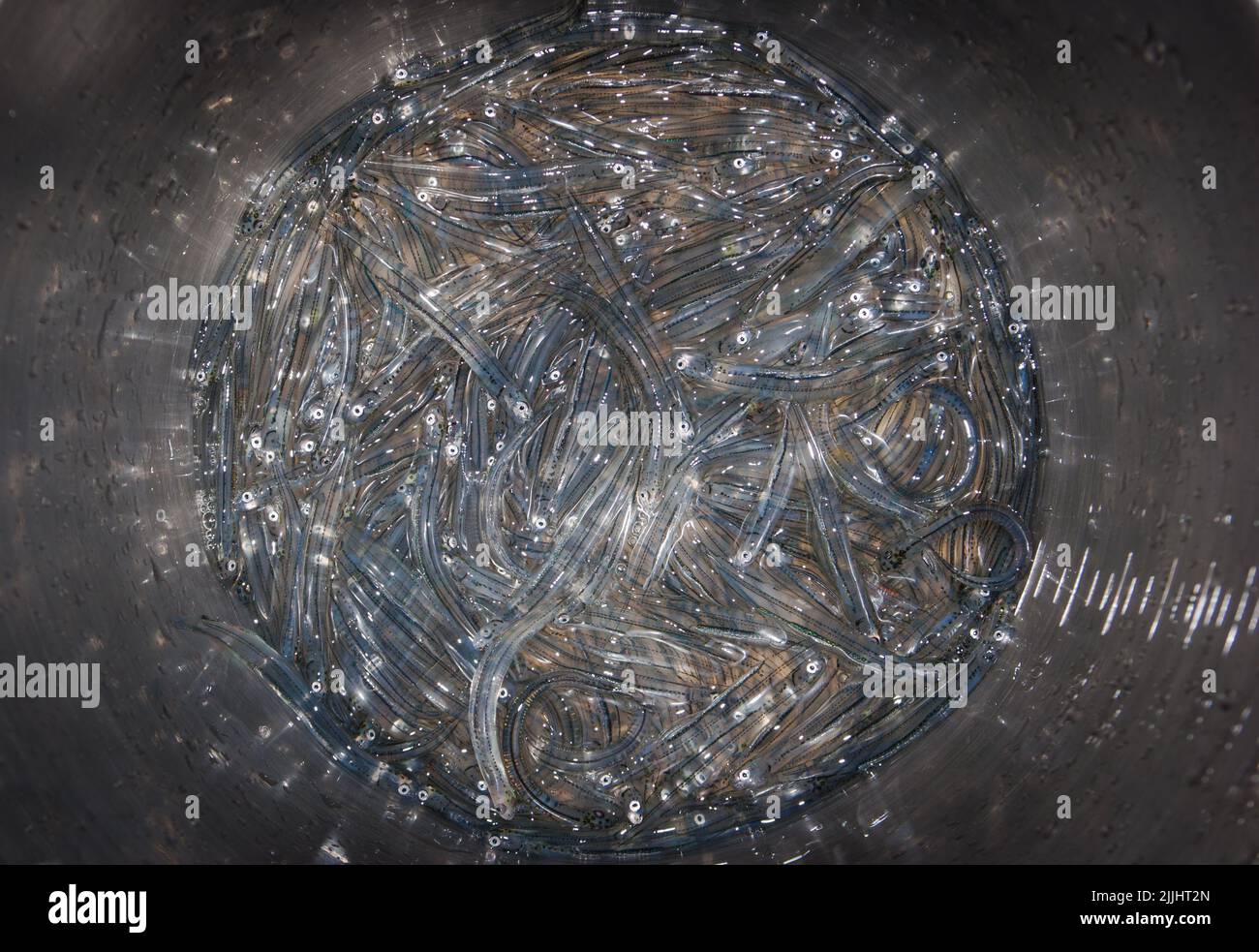 A Look at life in New Zealand: New Zealand Whitebait : (Galaxias ...