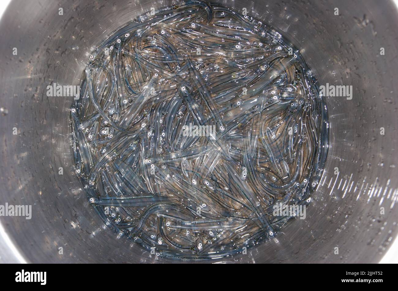 A Look at life in New Zealand: New Zealand Whitebait : (Galaxias ...