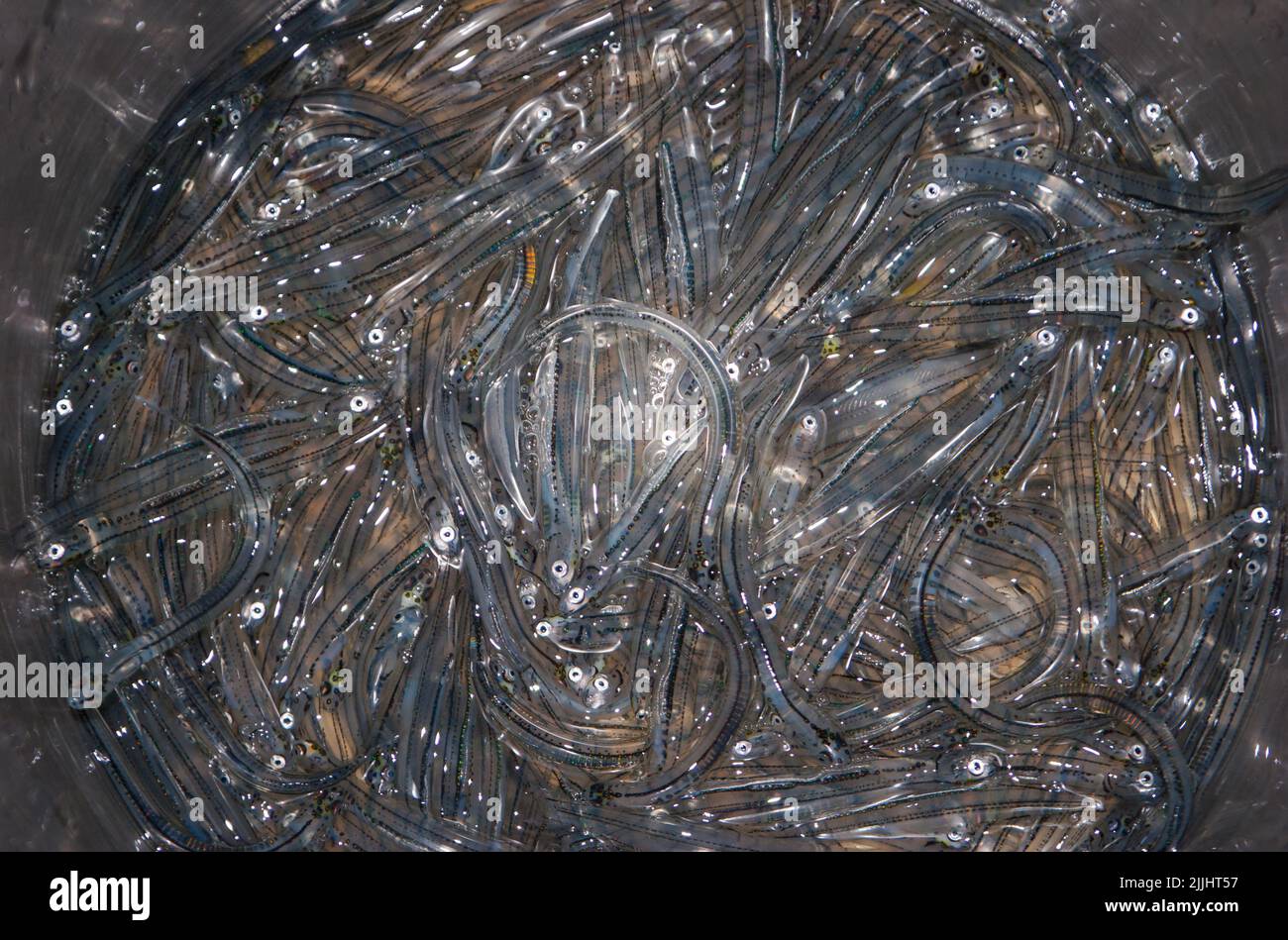 A Look at life in New Zealand: New Zealand Whitebait : (Galaxias ...