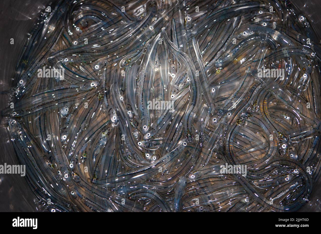 A Look at life in New Zealand: New Zealand Whitebait : (Galaxias ...