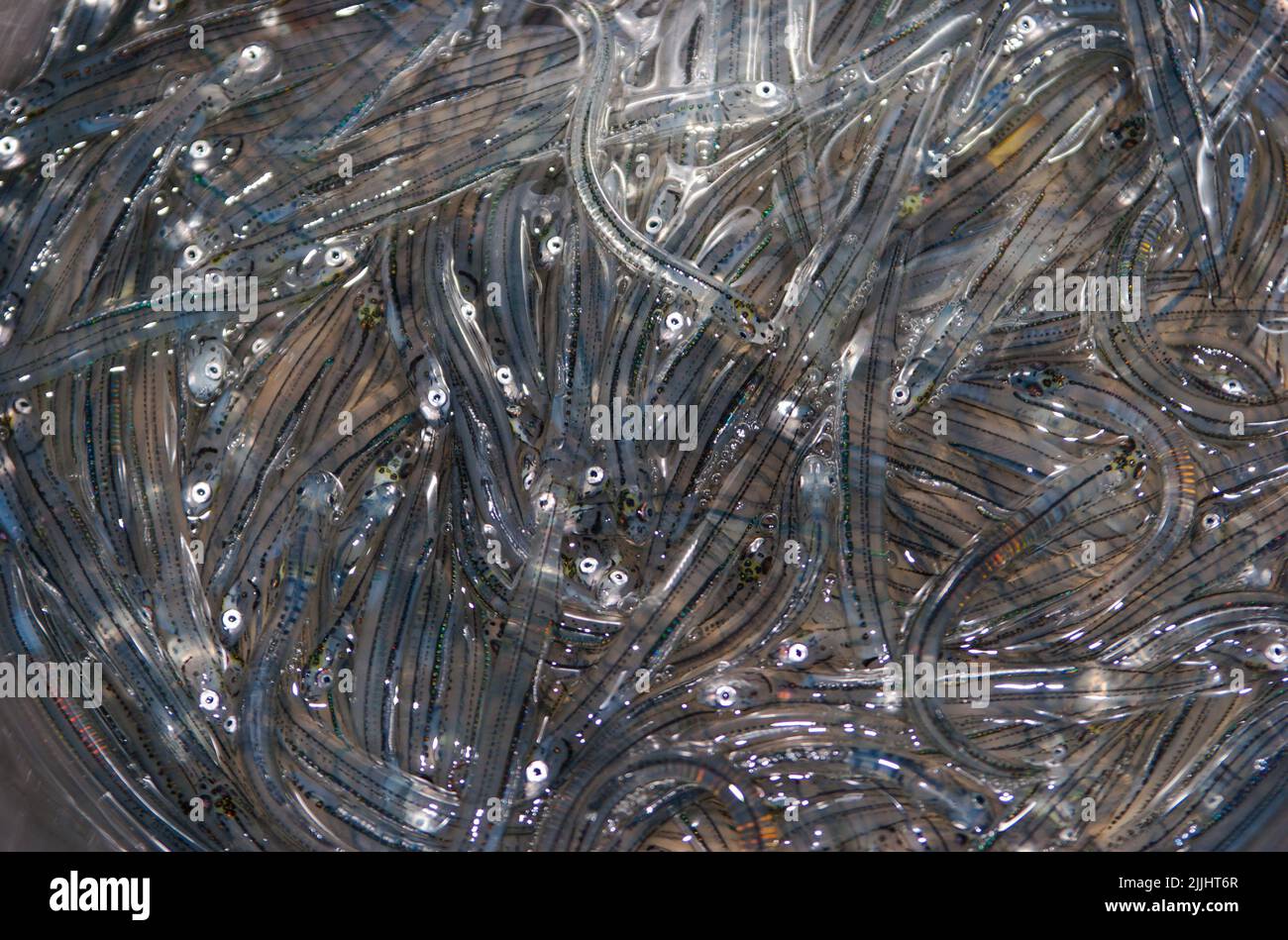 A Look at life in New Zealand: New Zealand Whitebait : (Galaxias ...